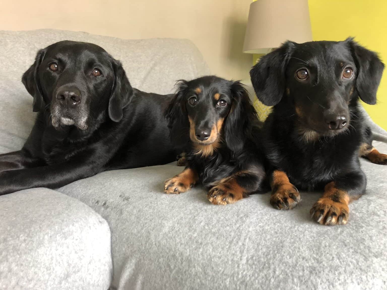 Why Katie and Muffy founded I Am A Crazy Dog Lady - The Paw Post