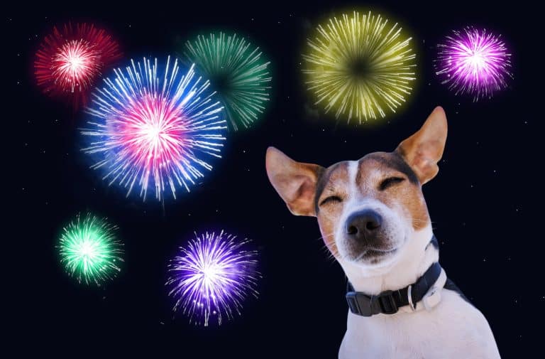 Ten ways to help dogs and cats cope with the stress of fireworks* - The ...