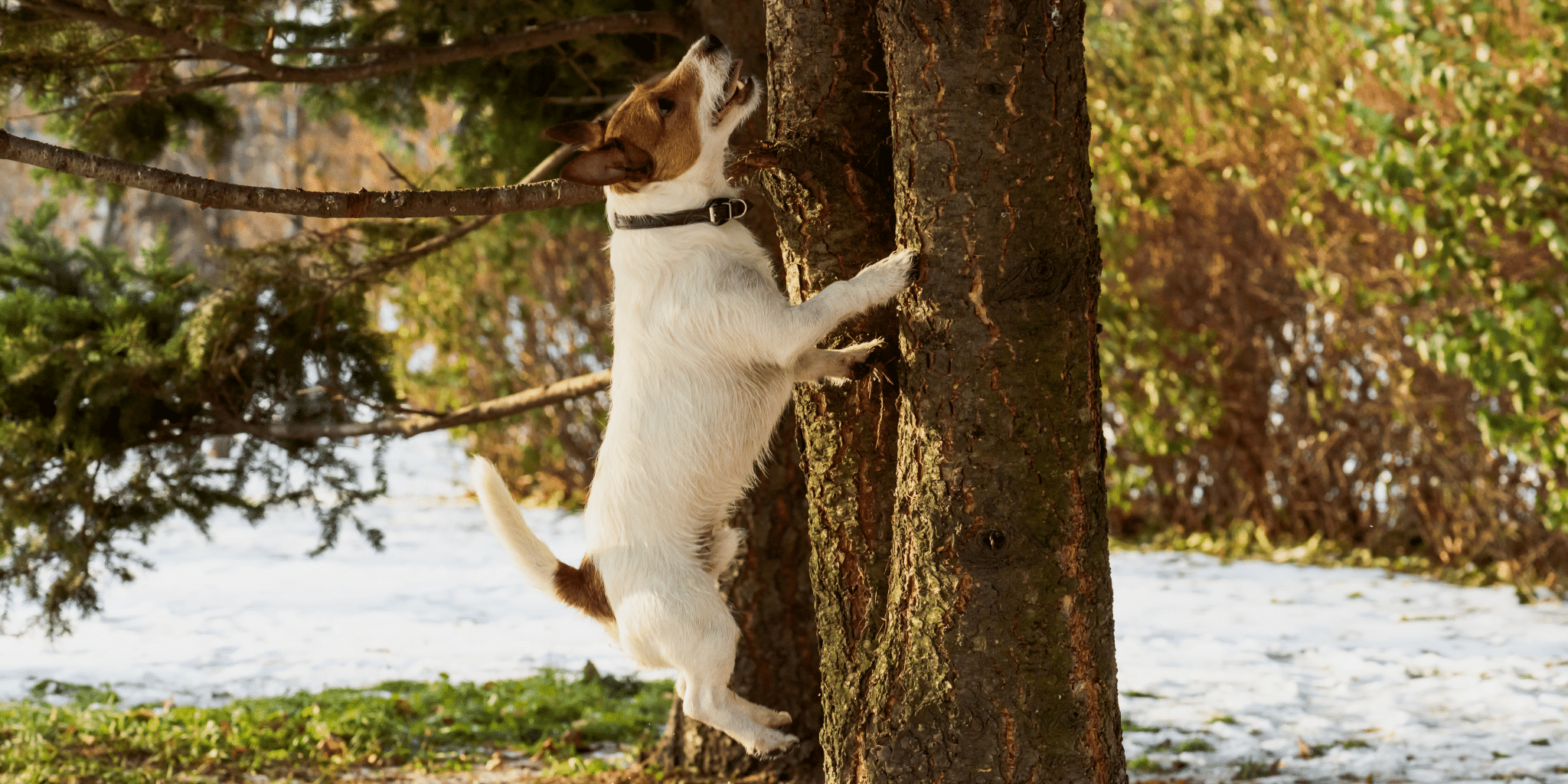 Why does my dog chase things with prey drive expert Tracey McLennan ...